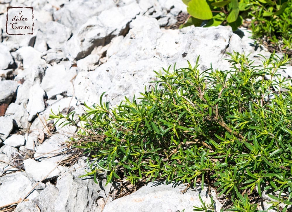 Le erbe spontanee della tradizione culinaria di Carso e Istria ...