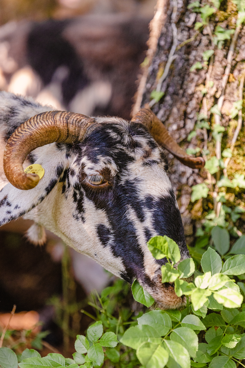 Guida alla pecora carsolina e… alla sua adozione! - Trieste Green